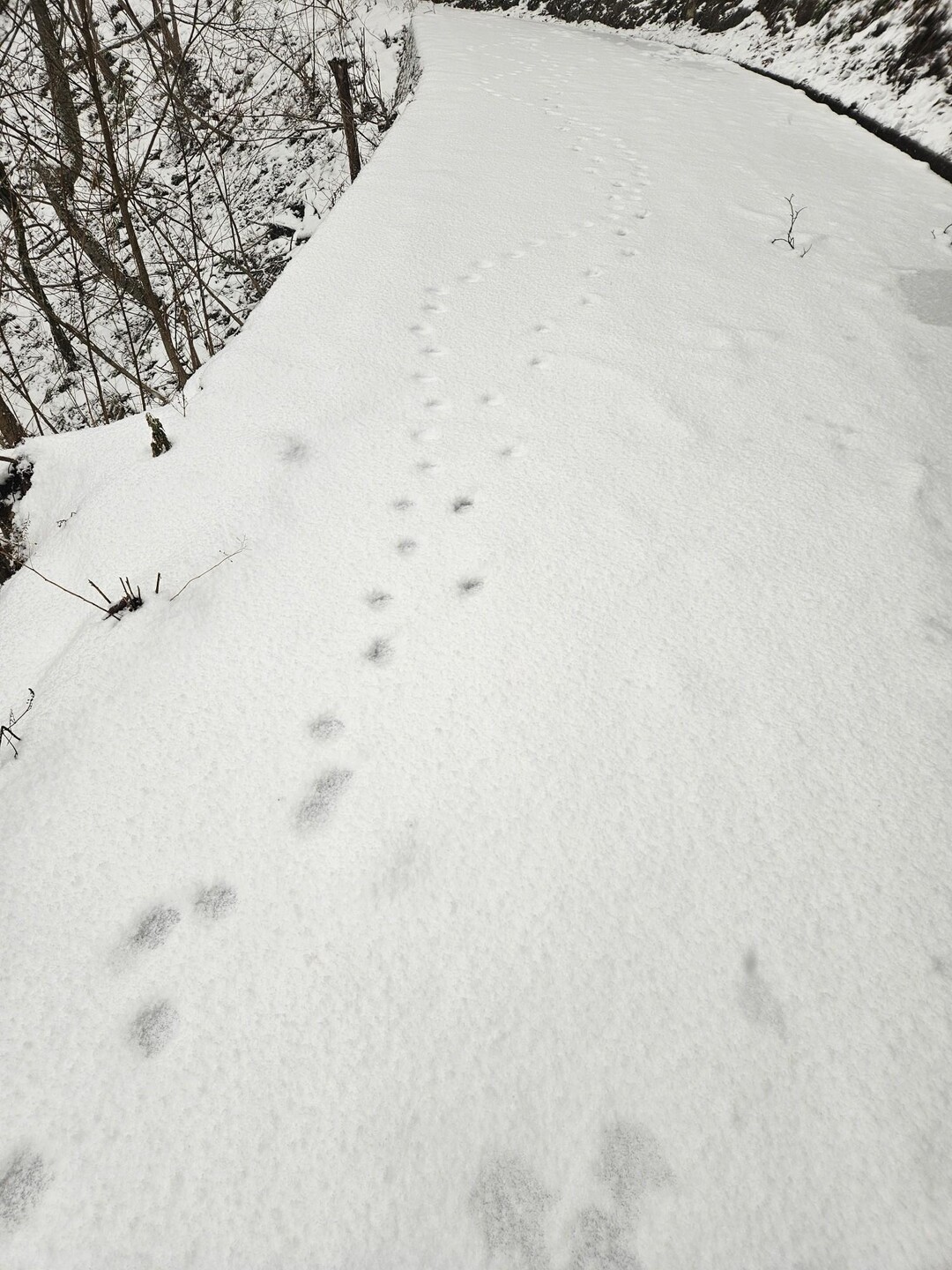 小雪舞う長老ヶ岳 / ぺんたBoyさんの長老ヶ岳の活動データ | YAMAP / ヤマップ