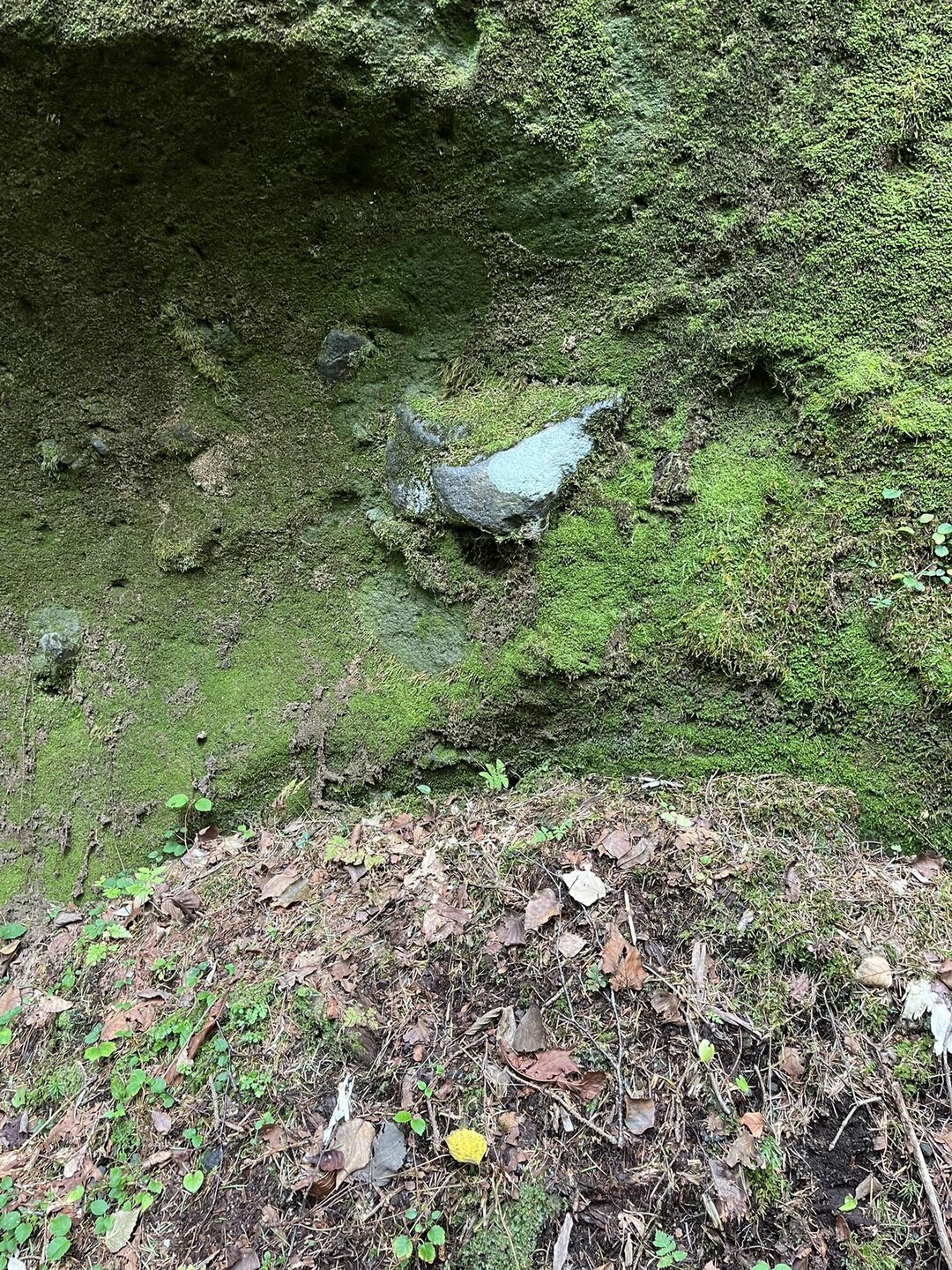 kozueさんの投稿したフィールドメモ | YAMAP / ヤマップ