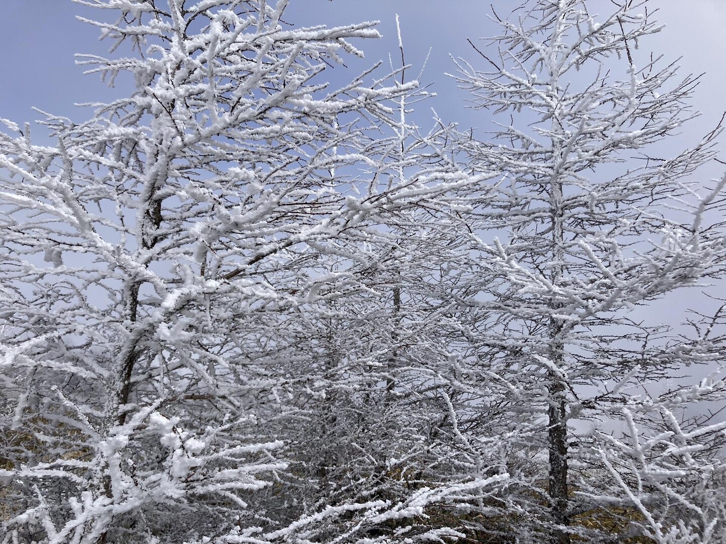鉢伏山にて / KYOSOさんの鉢伏山・高ボッチ山・三峰山の活動データ | YAMAP / ヤマップ
