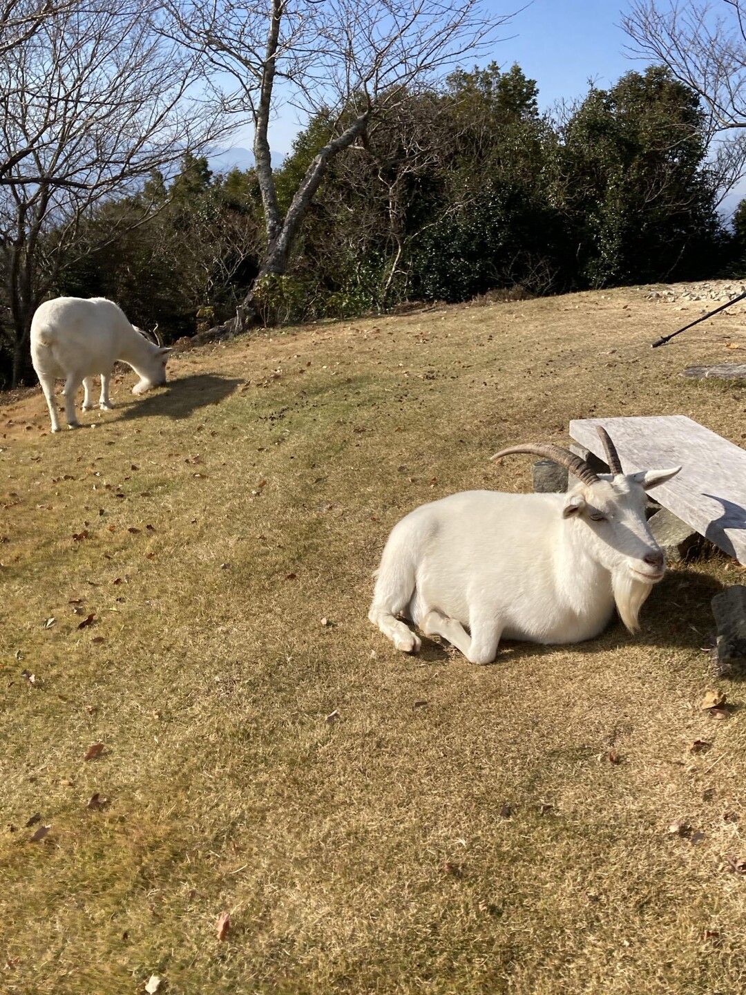 天円山（天ヶ津峰）・剣ヶ峰・みふみ山 / lazyさんの大麻山・天円山の活動データ | YAMAP / ヤマップ