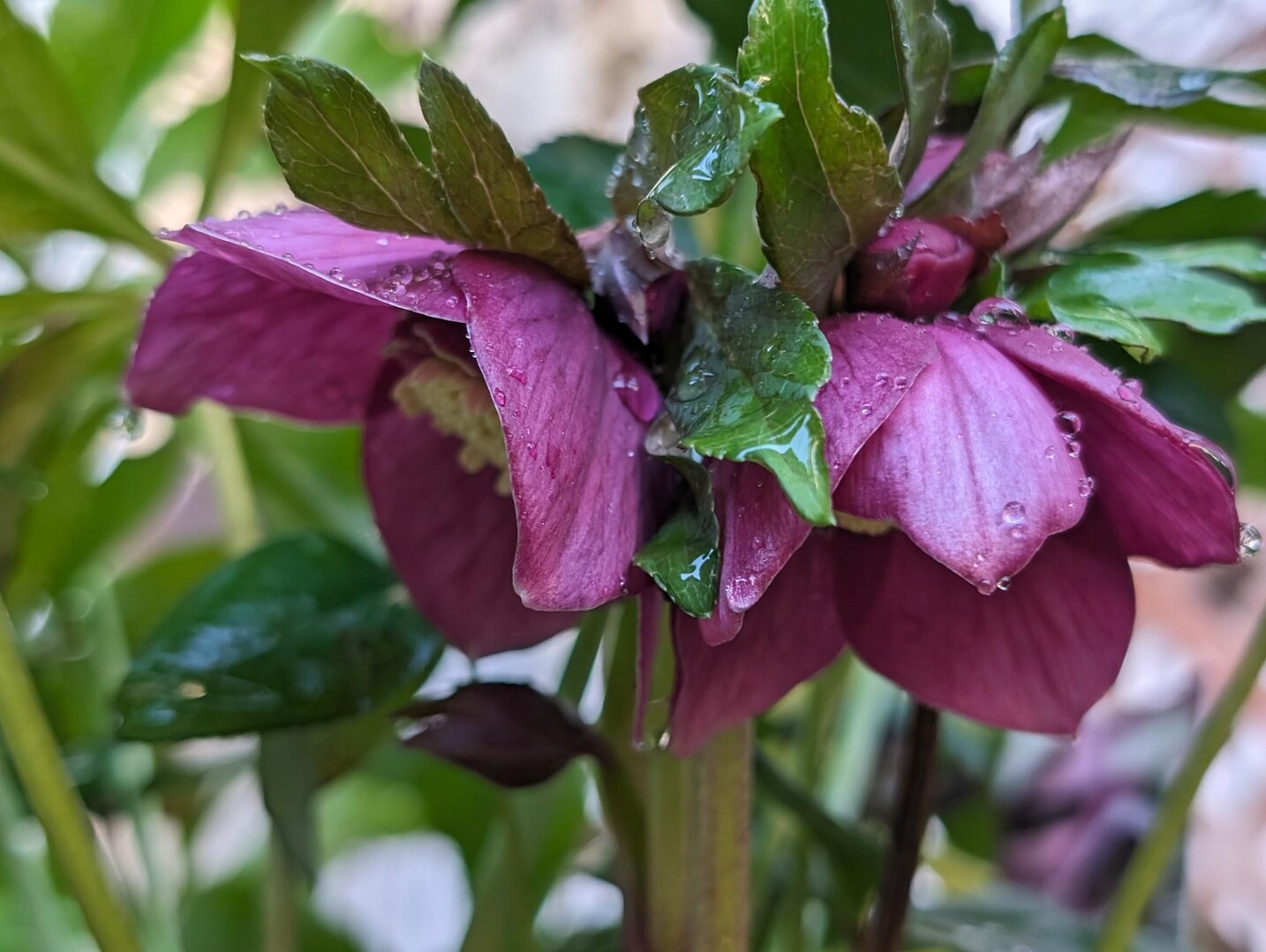 《我が家の花をピクセル8で》 暖冬のせい... / シャイな山屋くんさんのモーメント | YAMAP / ヤマップ