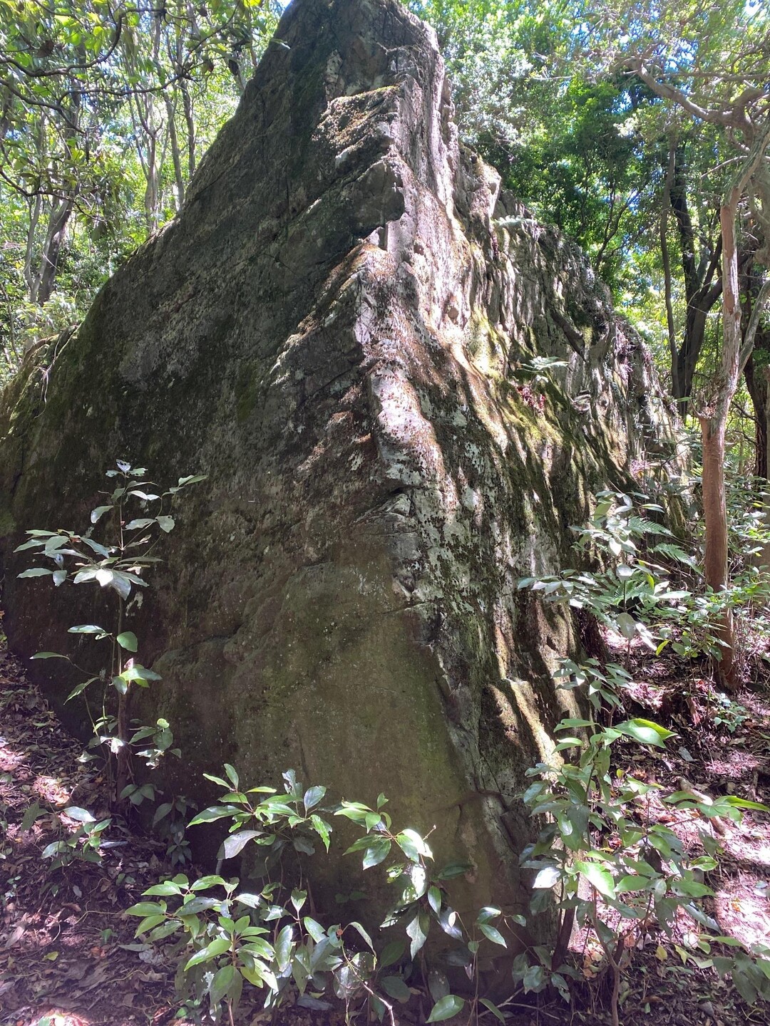 石楠花山、孫連れ登山17 / jiro manさんの六甲山・長峰山・摩耶山の活動データ | YAMAP / ヤマップ