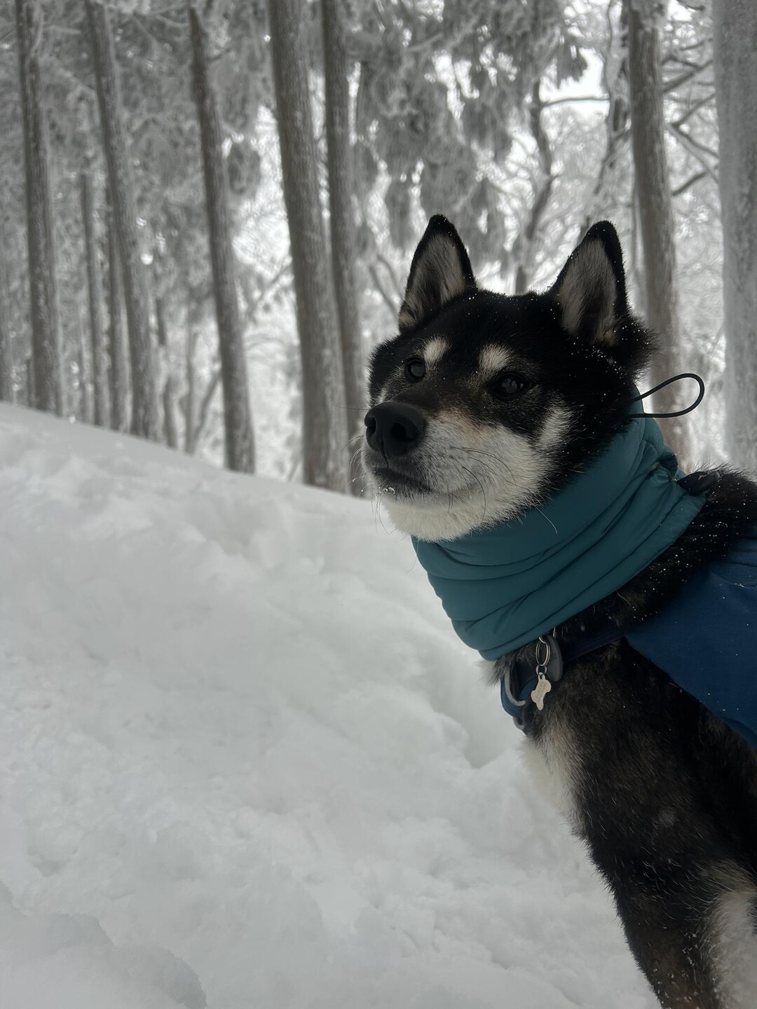 明神平その1 YouTubeとTikTo... / Corchanさんのモーメント | YAMAP / ヤマップ