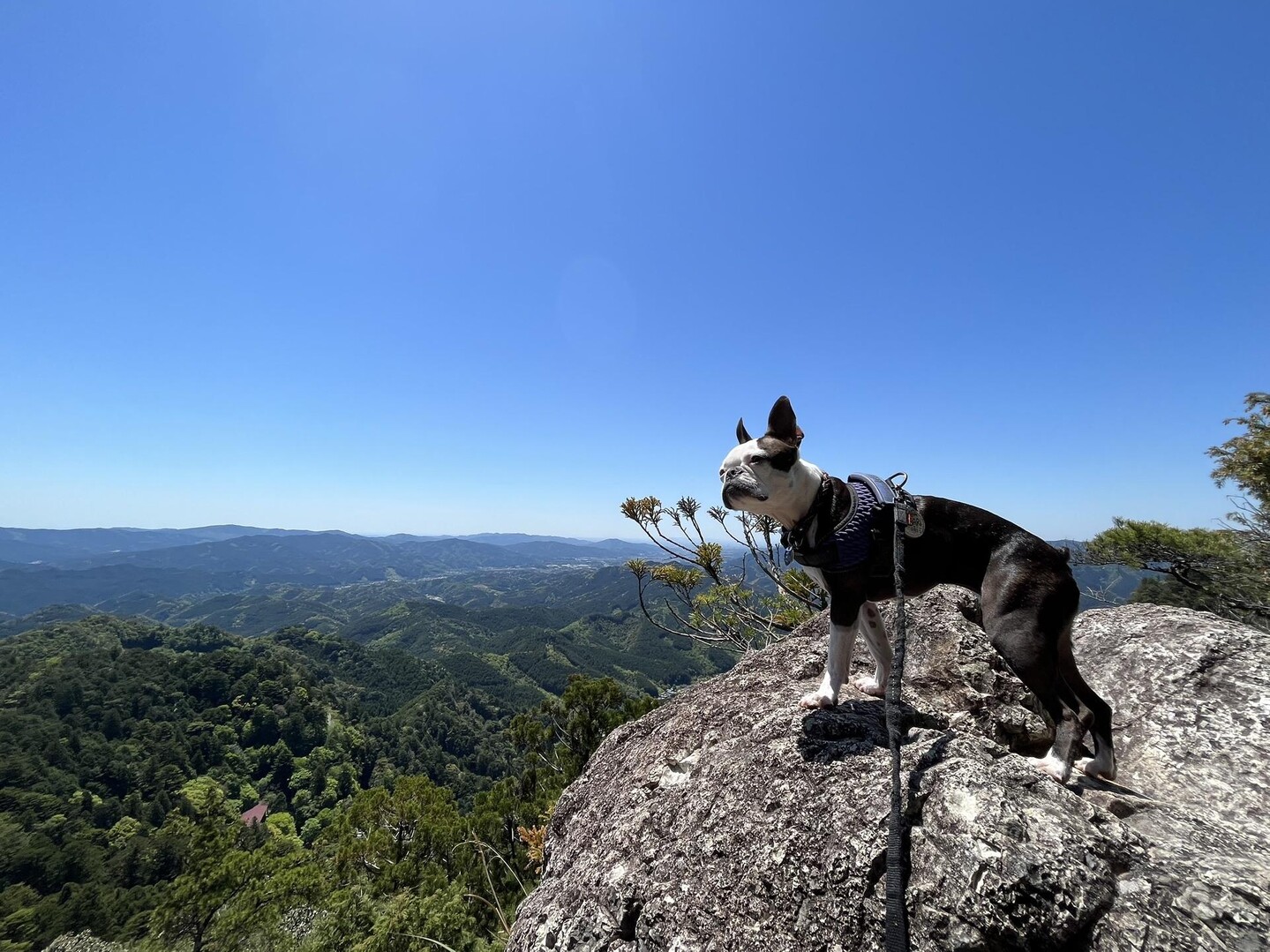 鳳来寺山 / tamachikinさんの宇連山・鳳来寺山・岩古谷山の活動データ | YAMAP / ヤマップ