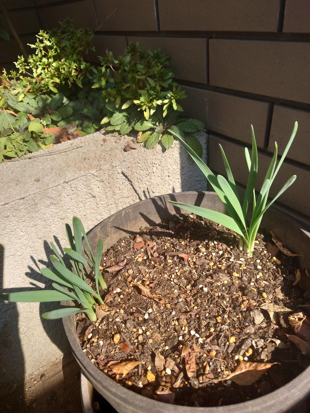 今月中に咲くのかな🤔ニョキニョキ / ゆうなかさんのモーメント | YAMAP / ヤマップ