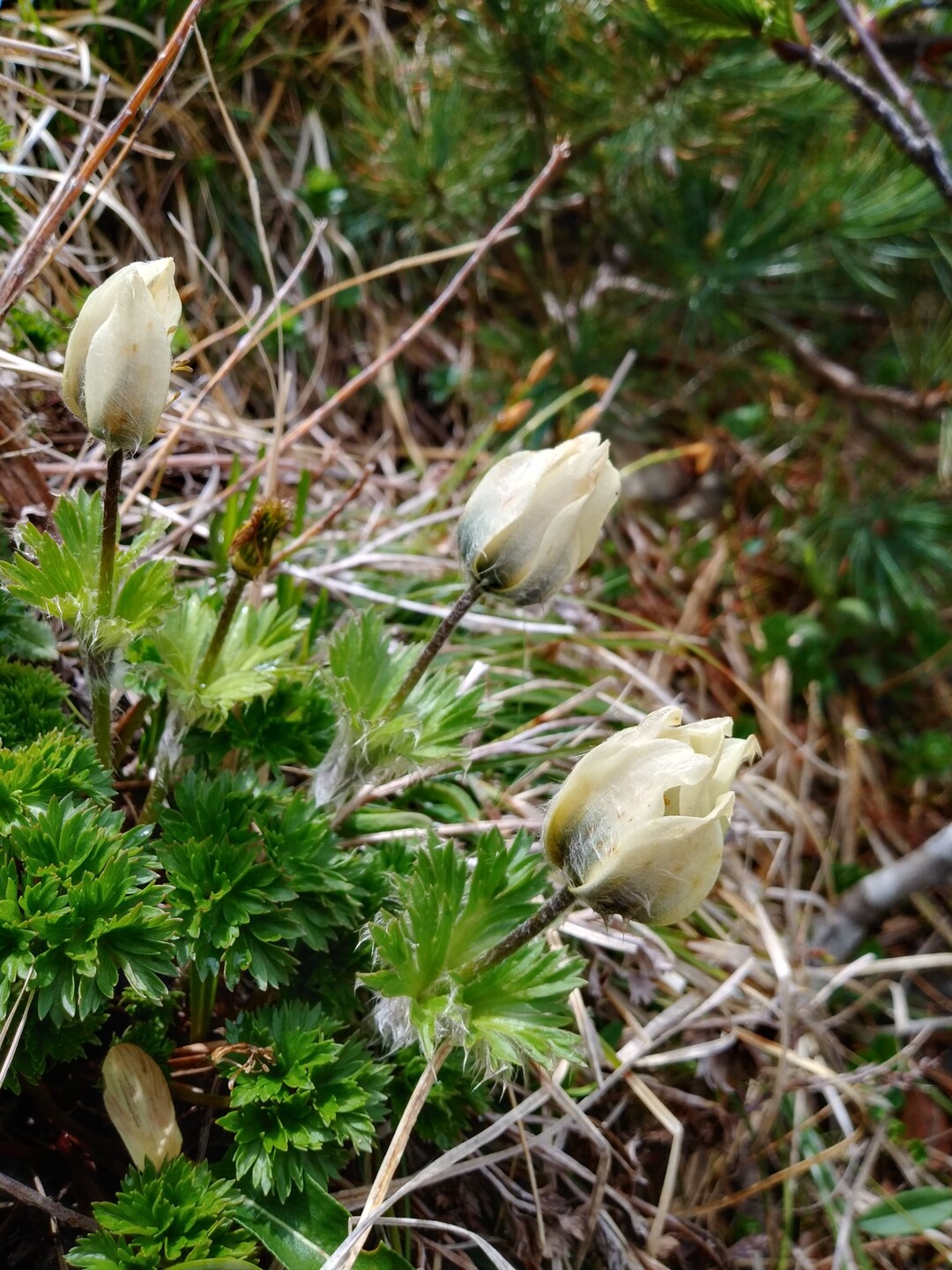 chiのページ | YAMAP / ヤマップ