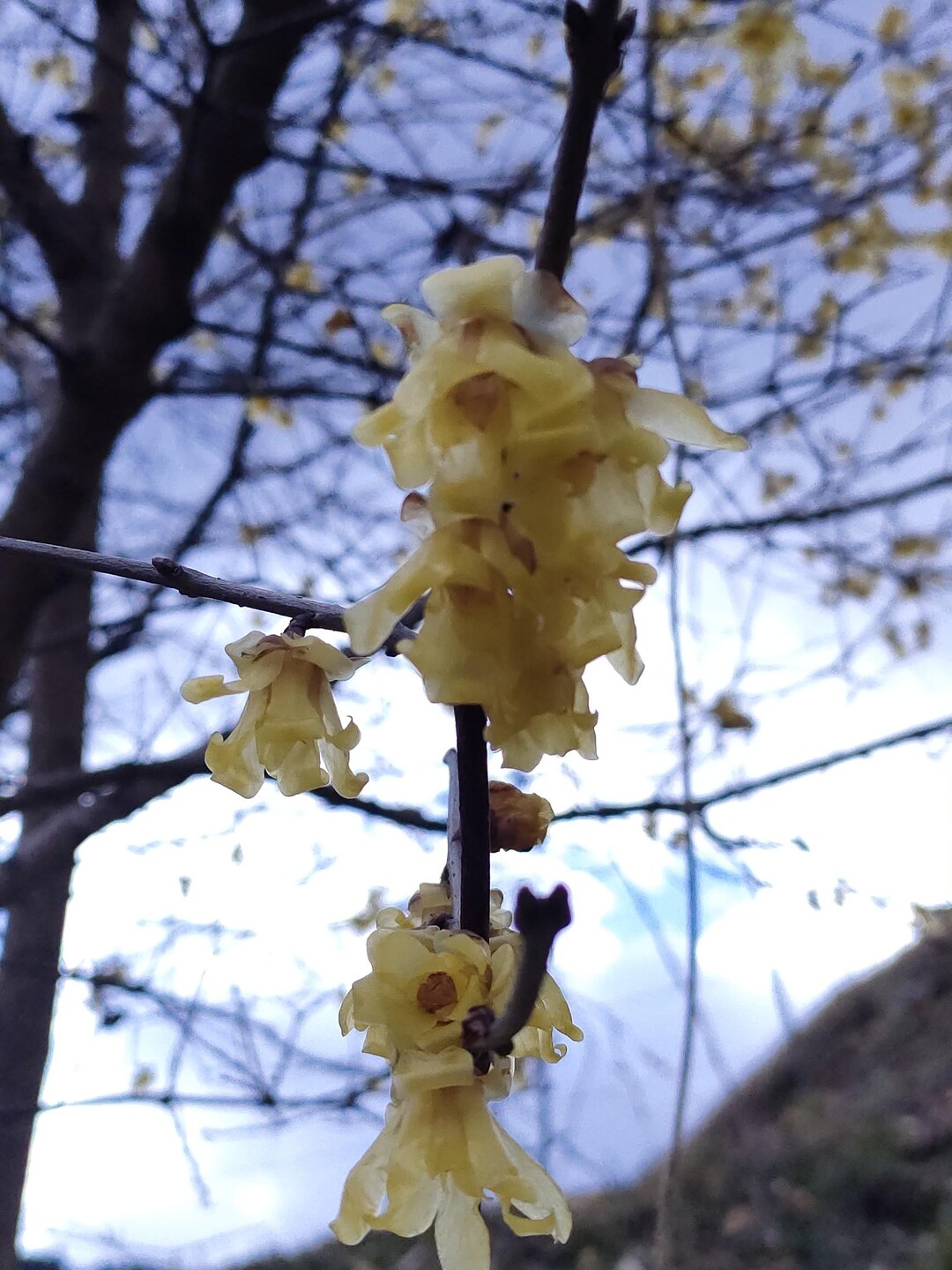 すすき🌾＆蝋梅🏵️〜東峰・岩湧山・経塚山・根古峰〜 / uosukiさんの岩湧山・一徳防山・三石山の活動データ | YAMAP / ヤマップ