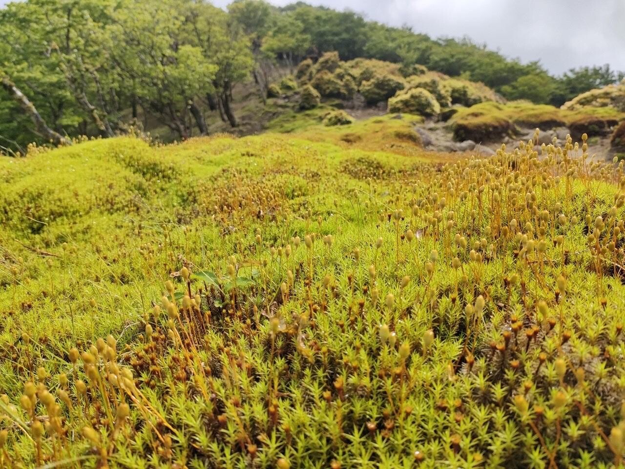 高昌山・クラシ・イブネ・杉峠ノ頭・水晶岳 / motusan さんの御在所岳（御在所山）・雨乞岳の活動データ | YAMAP / ヤマップ
