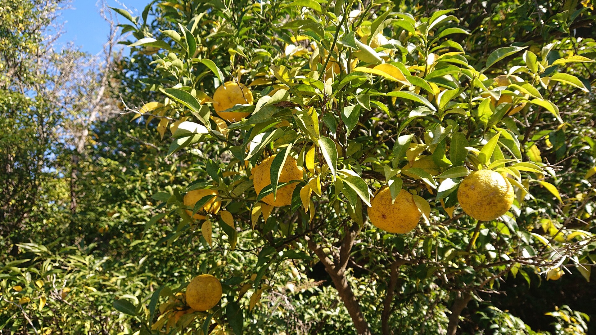 【柚子ジャム作り】 柚子はトゲトゲの枝... / hello beakさんのモーメント | YAMAP / ヤマップ
