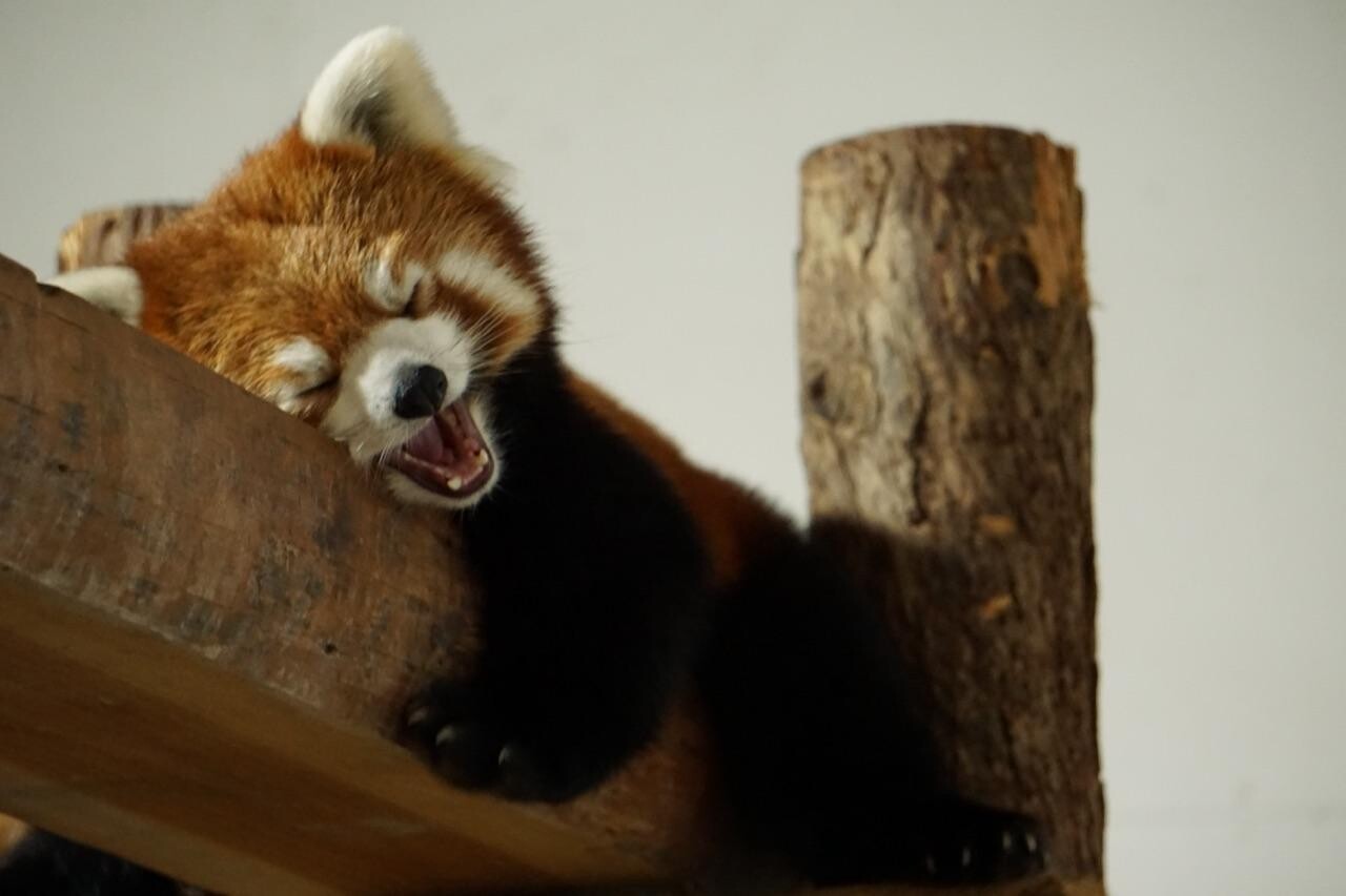 ユーザーkanameのページ | YAMAP / ヤマップ