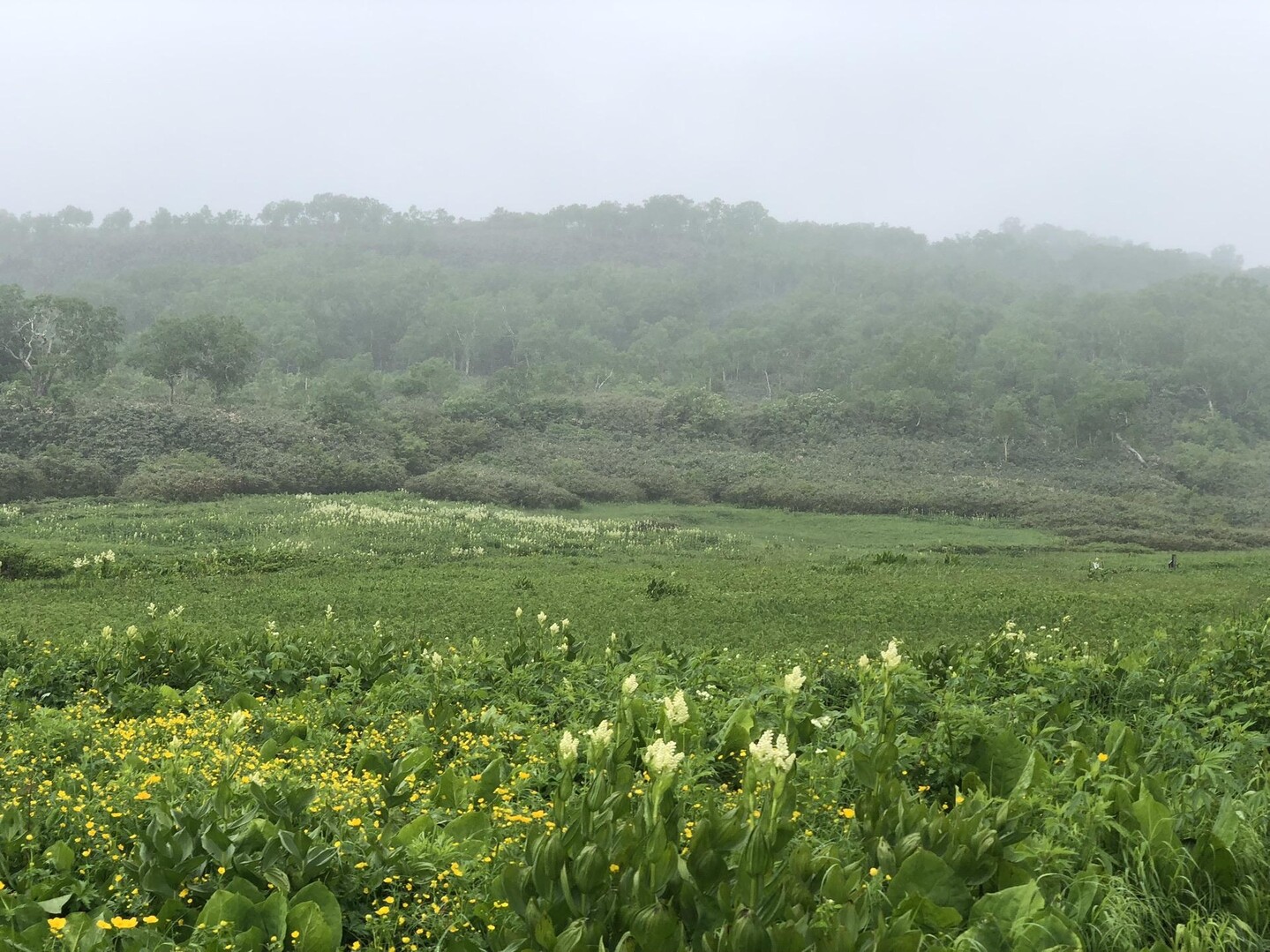 南暑寒岳 / taikaと銀子さんの暑寒別岳の活動データ | YAMAP / ヤマップ