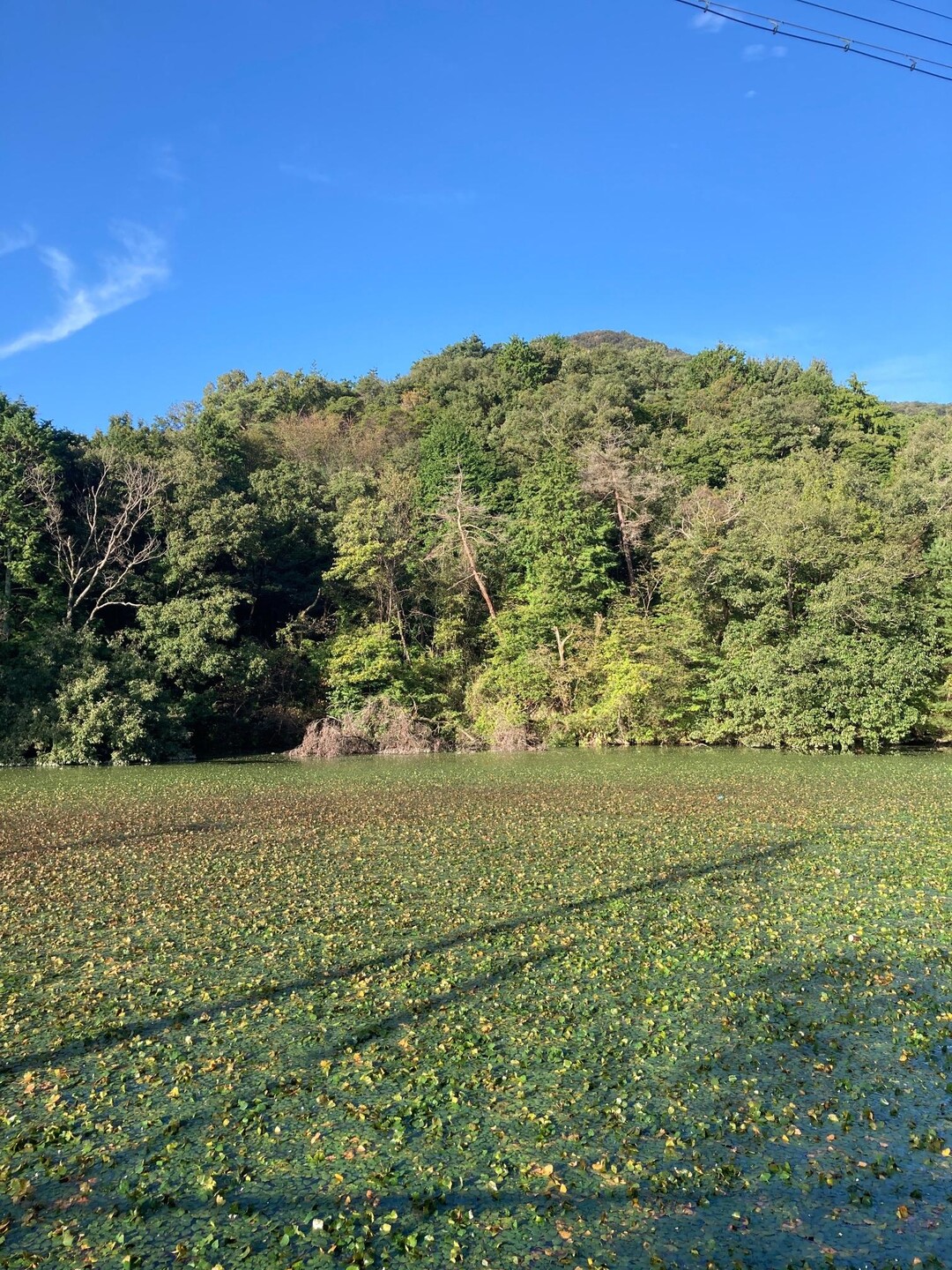 二上山149 / コバピーさんの金剛山・二上山・大和葛城山の活動データ | YAMAP / ヤマップ