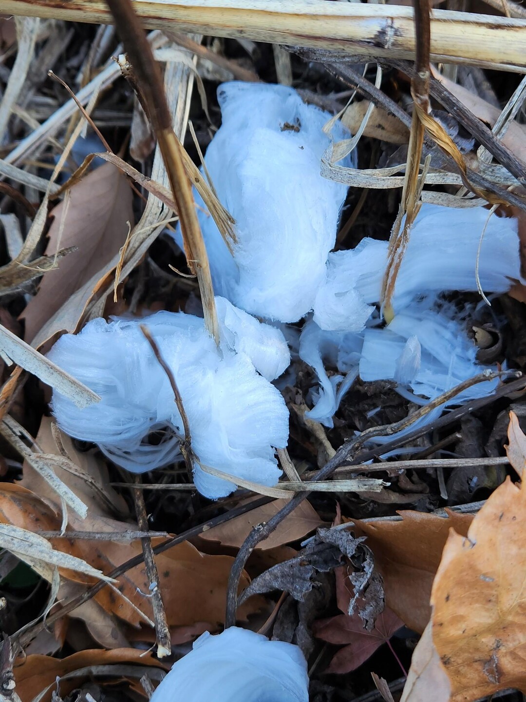 今年は何時もの場所には無く 群生も少ない... / 湘南3699さんのモーメント | YAMAP / ヤマップ