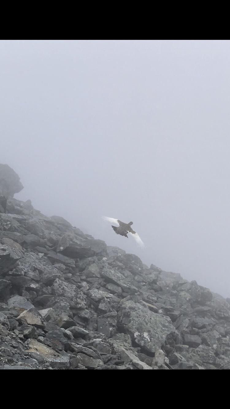 北岳 / mt.take4さんの北岳・間ノ岳・農鳥岳の活動データ | YAMAP / ヤマップ