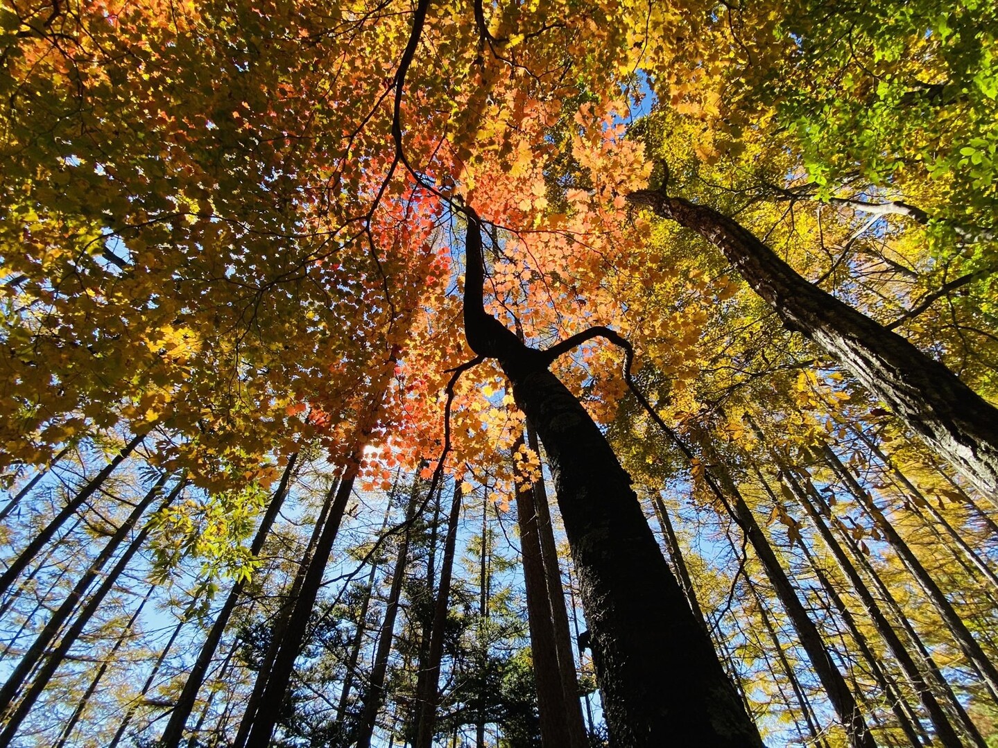 丹波天平 / スージーikuさんの雲取山・鷹ノ巣山・七ツ石山の活動データ | YAMAP / ヤマップ