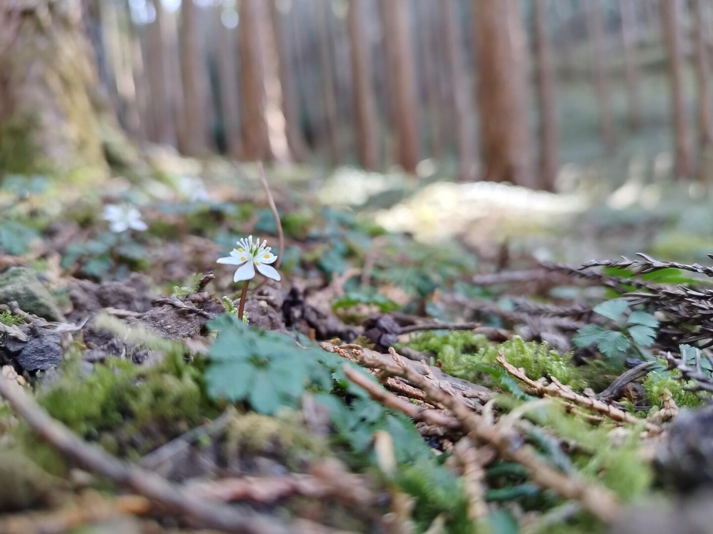 清宝山 / k420さんの清宝山の活動データ | YAMAP / ヤマップ