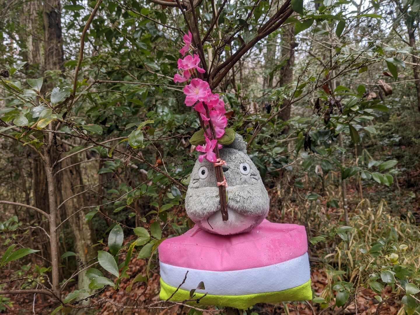 二上山 トトロルート 大岩 / ヒロ1970カシバ瓦口さんの金剛山・二上山・大和葛城山の活動データ | YAMAP / ヤマップ