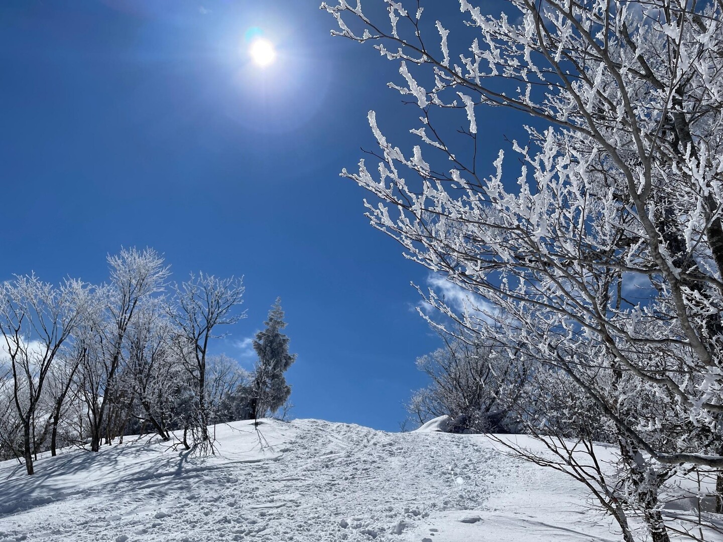 ️恐羅漢山🏔春間近💕 / guchiさんの恐羅漢山の活動データ | YAMAP / ヤマップ