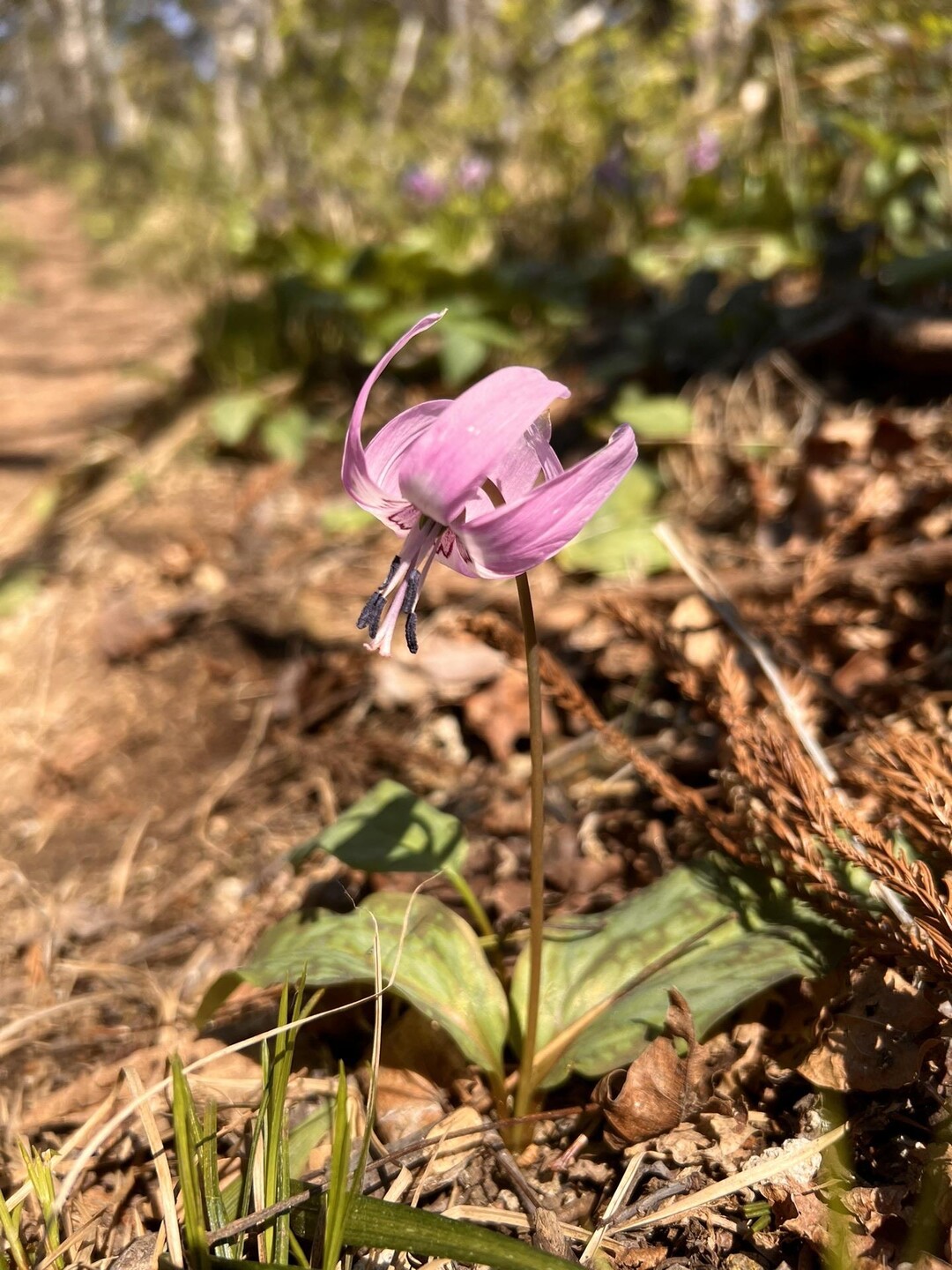 片平山・角田山（長者原山） / Y-MANさんの角田山の活動データ | YAMAP / ヤマップ