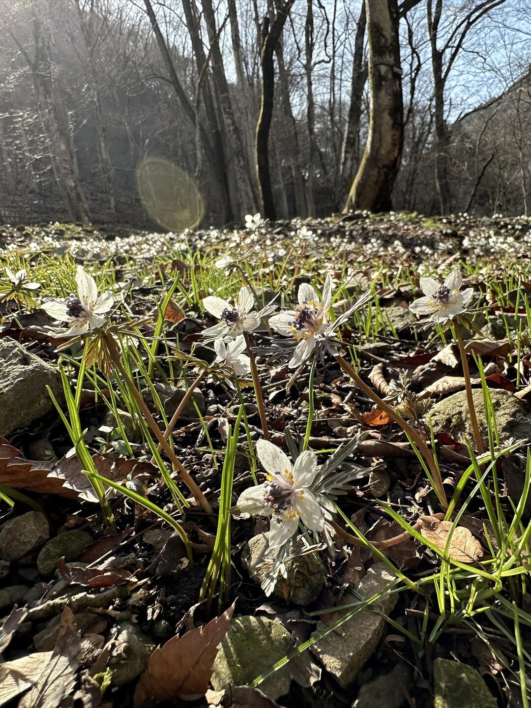 四阿屋山🌼🌸 / nakaekoさんの四阿屋山の活動データ | YAMAP / ヤマップ