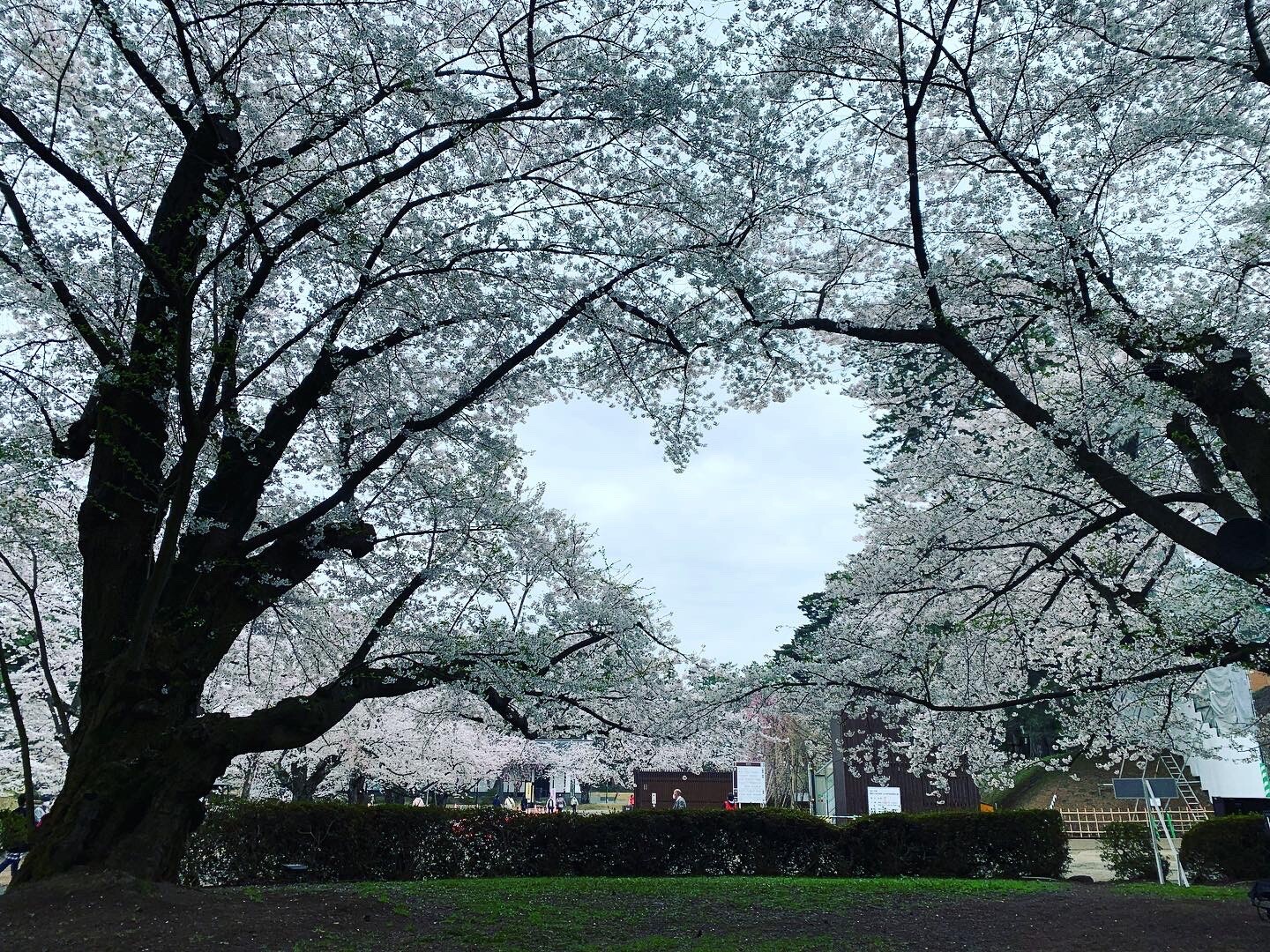 R4.4.22 午前に弘前で仕事だったの... / あおかつさんのモーメント | YAMAP / ヤマップ