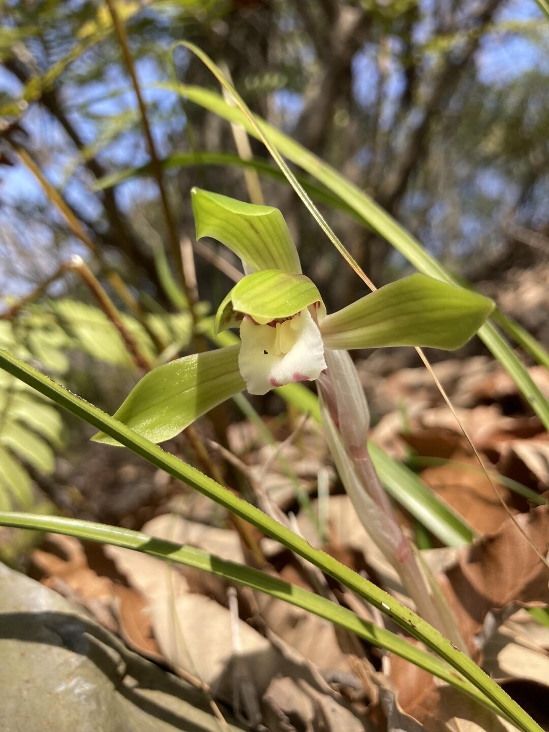 2024.3.18 花偵察 ️ 彼岸入り... / tairaさんのモーメント | YAMAP / ヤマップ