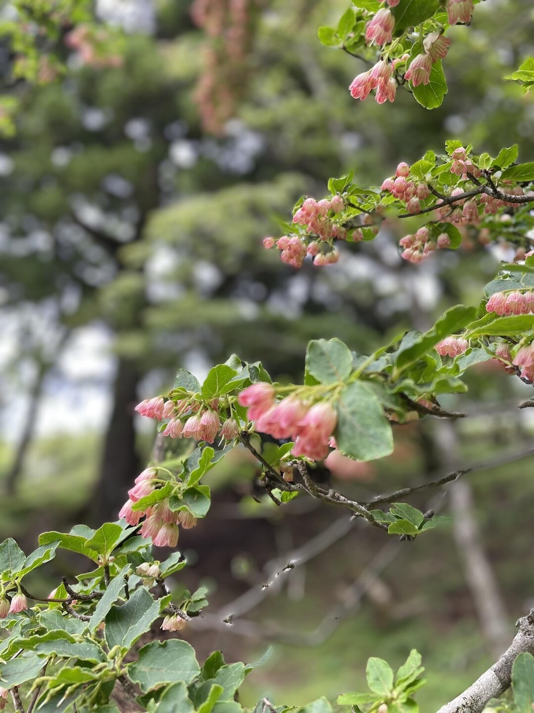 大山 / chi_sanさんの大山の活動データ | YAMAP / ヤマップ