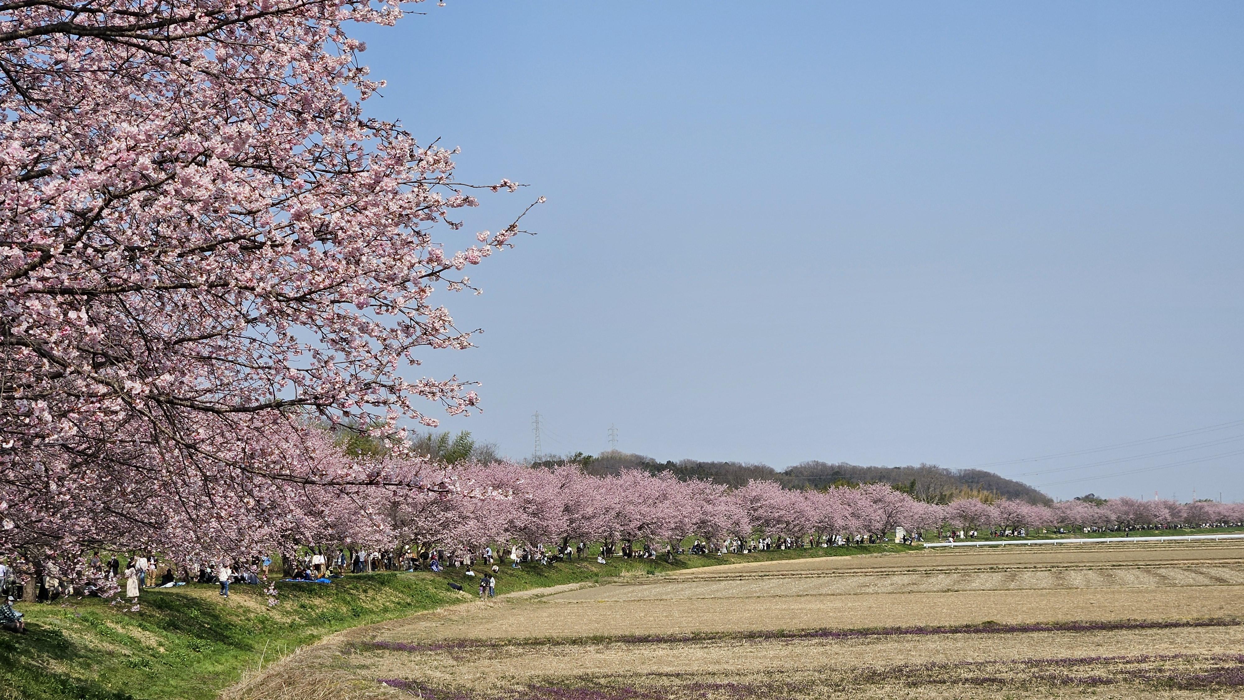 岩殿観音～JAXA 地球観測C～北浅羽桜堤 / タケさんの坂戸市・鶴ヶ島市の活動日記 | YAMAP / ヤマップ
