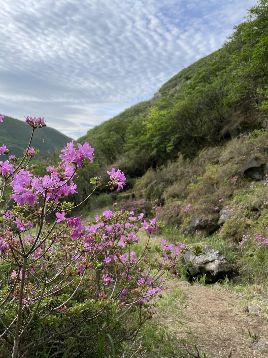 トレラン くじゅう 1day 17サミッツ（未遂！） / 砂さんの九重山（久住山）・大船山・星生山の活動データ | YAMAP / ヤマップ