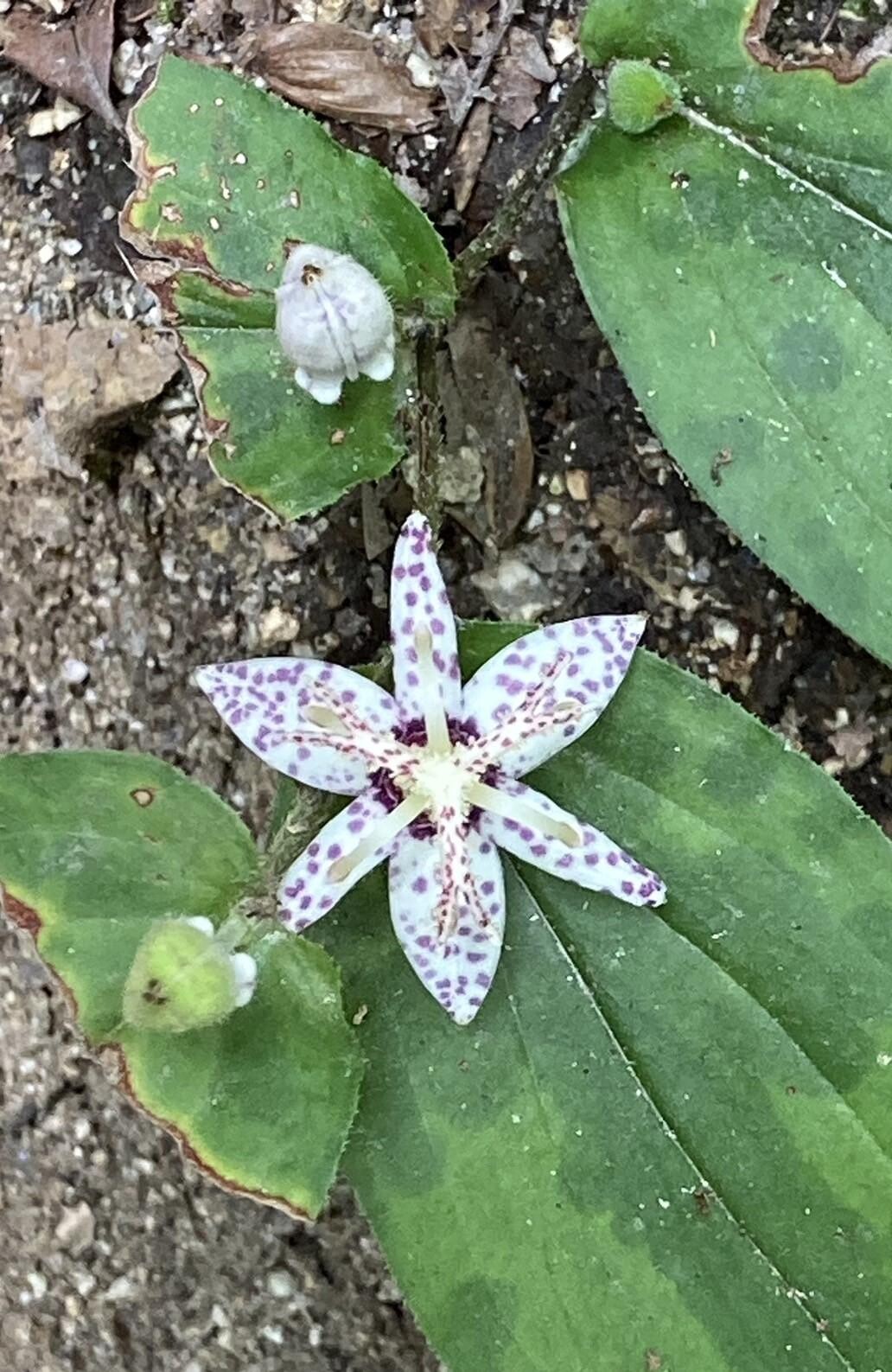 八淵から八雲ケ原 / ss43mさんのハイキングの活動データ | YAMAP / ヤマップ