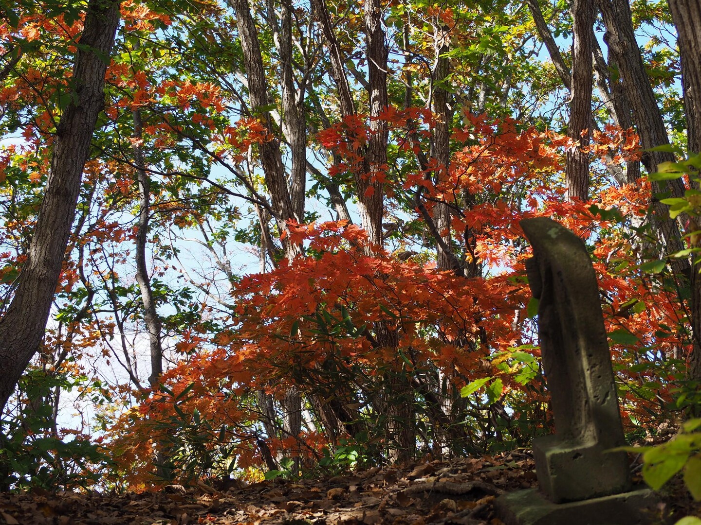 秋の尻場山 / satoomoさんの尻場山の活動データ | YAMAP / ヤマップ
