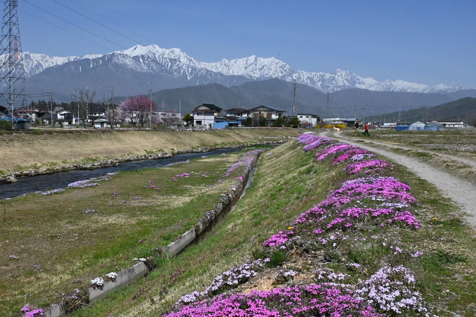春です！ / ryouさんのモーメント | YAMAP / ヤマップ
