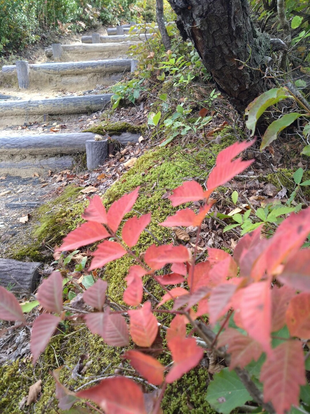 坂戸山⛰️ / mihoさんの坂戸山の活動データ | YAMAP / ヤマップ