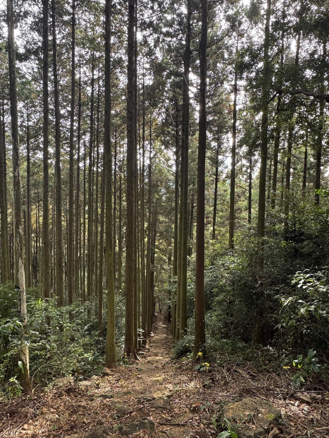 高花岳 / Kannaさんの八天岳の活動データ | YAMAP / ヤマップ