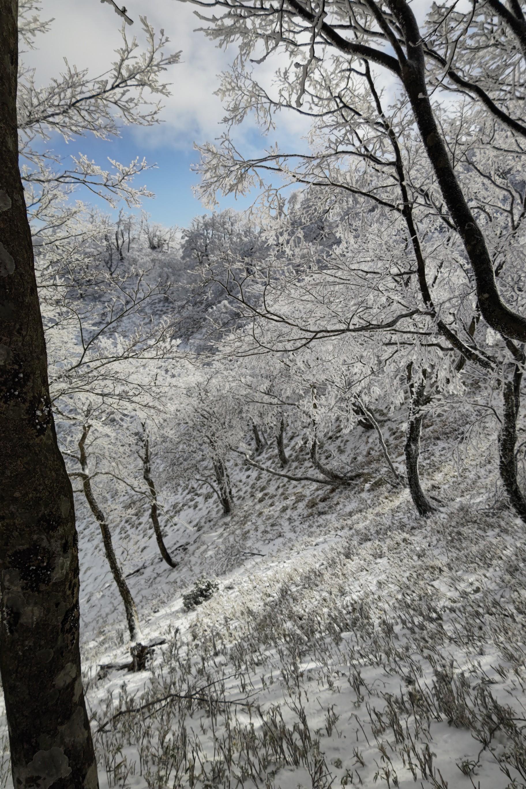 綿向山 ️・竜王山 ️…霧氷まつり / cocataさんの綿向山の活動データ | YAMAP / ヤマップ
