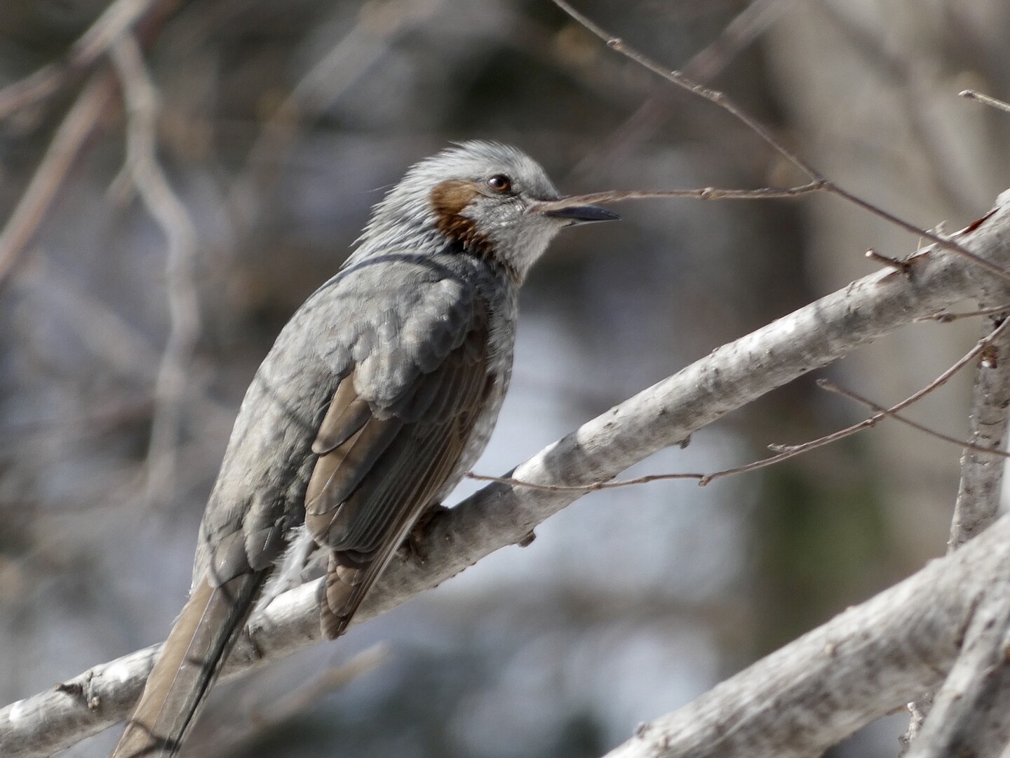 ヒヨドリ‼️ エゾリー‼️ Mt.テイネ... / doaraさんのモーメント | YAMAP / ヤマップ