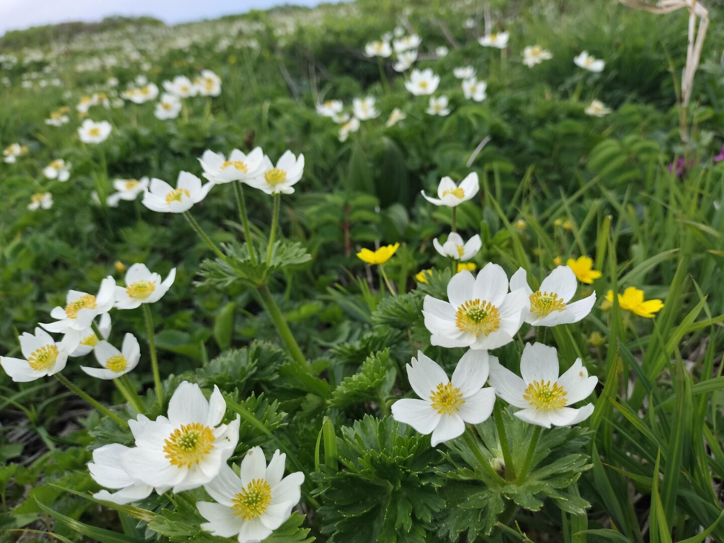 焼石岳お花ちゃん調査2024 / azukiさんの焼石岳・兎森山・鷲ヶ森山の活動日記 | YAMAP / ヤマップ