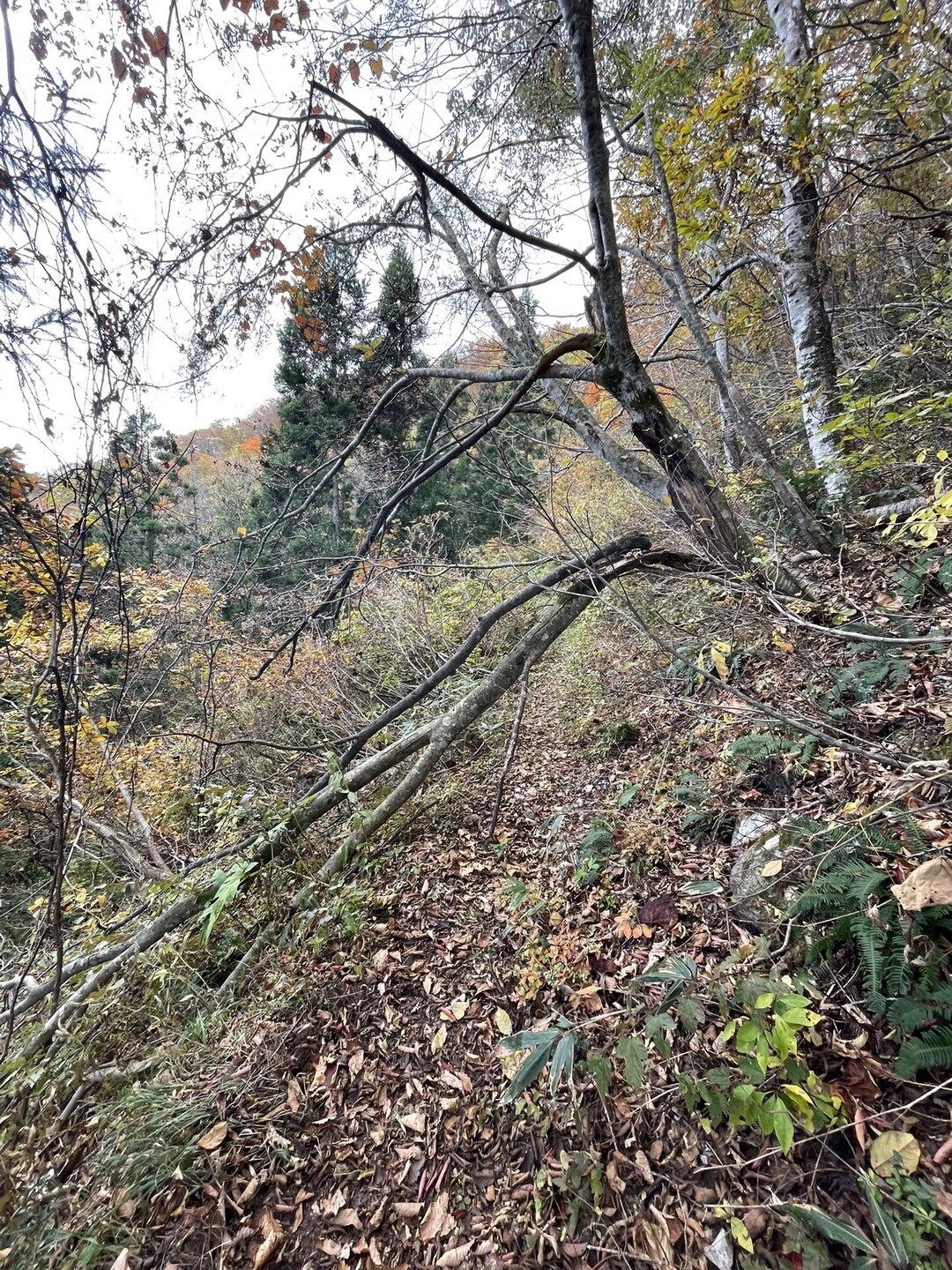 eeeeeeiichi さんの投稿したフィールドメモ | YAMAP / ヤマップ