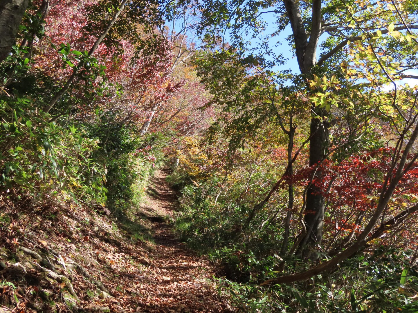 大黒山・大黒山（東峰）⏩屏風ヶ滝 / Mr.slimさんの大黒山の活動データ | YAMAP / ヤマップ