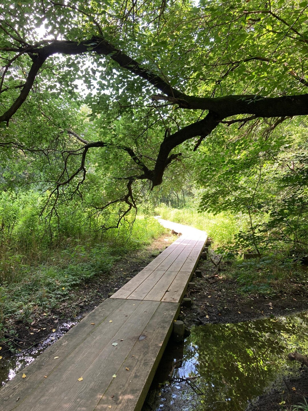 ウォーキング-2023-07-23 / Mr.wwYwwさんのウォーキングの活動データ | YAMAP / ヤマップ