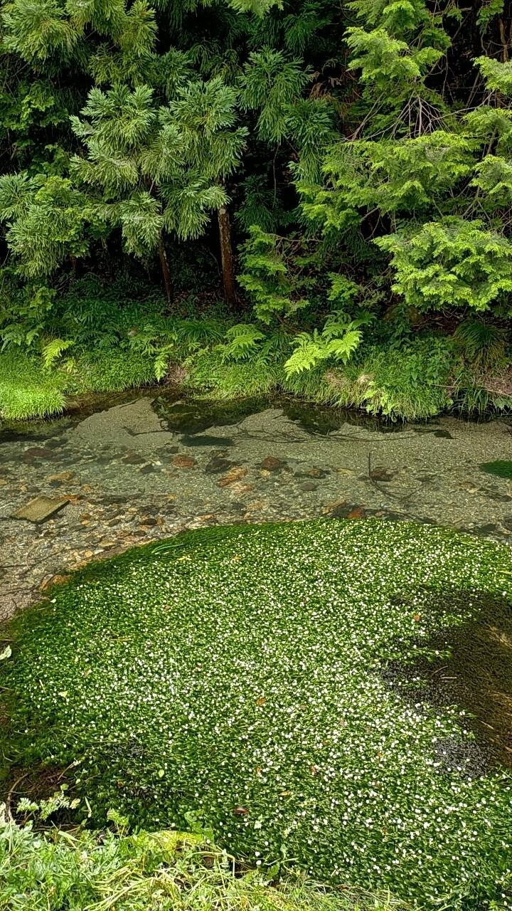 SW 醒ヶ井 / chuさんのハイキングの活動データ | YAMAP / ヤマップ