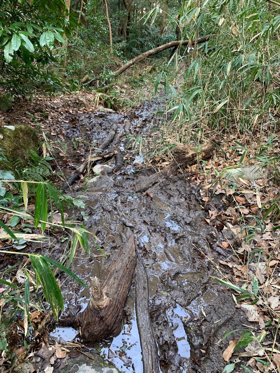 greenmoonきくちゃんさんの投稿したフィールドメモ | YAMAP / ヤマップ