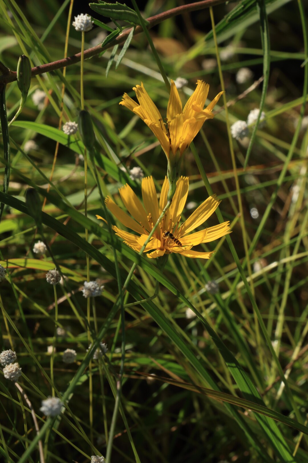 花🌸と鳥🐧と二村山⛰️ / dante99さんの東海道五十三次（宮宿・桑名宿）の活動データ | YAMAP / ヤマップ