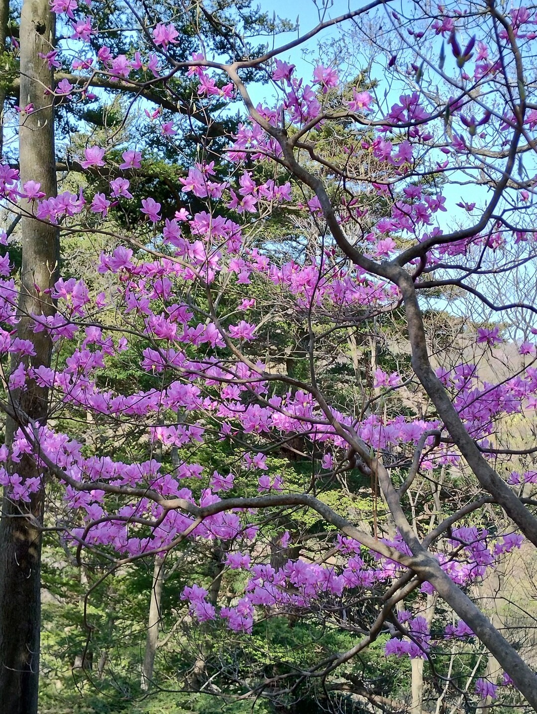 辺室山 / KAAZ さんの大山の活動データ | YAMAP / ヤマップ