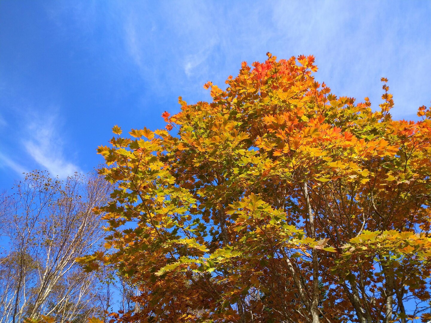 蛇峠山 / kunさんの大川入山・横岳の活動データ | YAMAP / ヤマップ