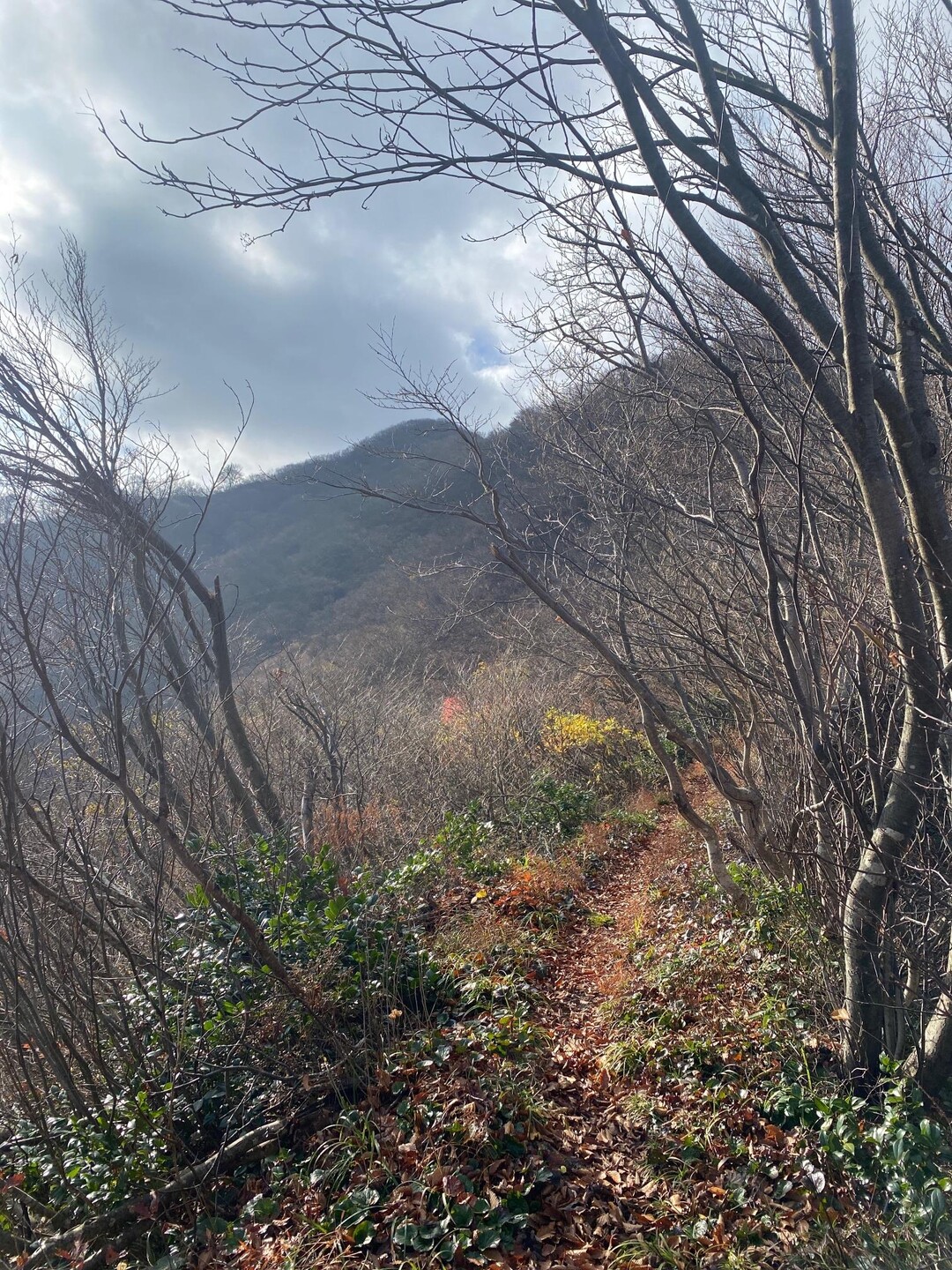 米山 / mtakoさんの守門岳・大岳・網張山の活動データ | YAMAP / ヤマップ