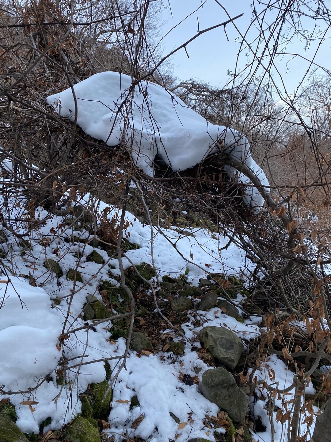 Gentil15さんの投稿したフィールドメモ | YAMAP / ヤマップ