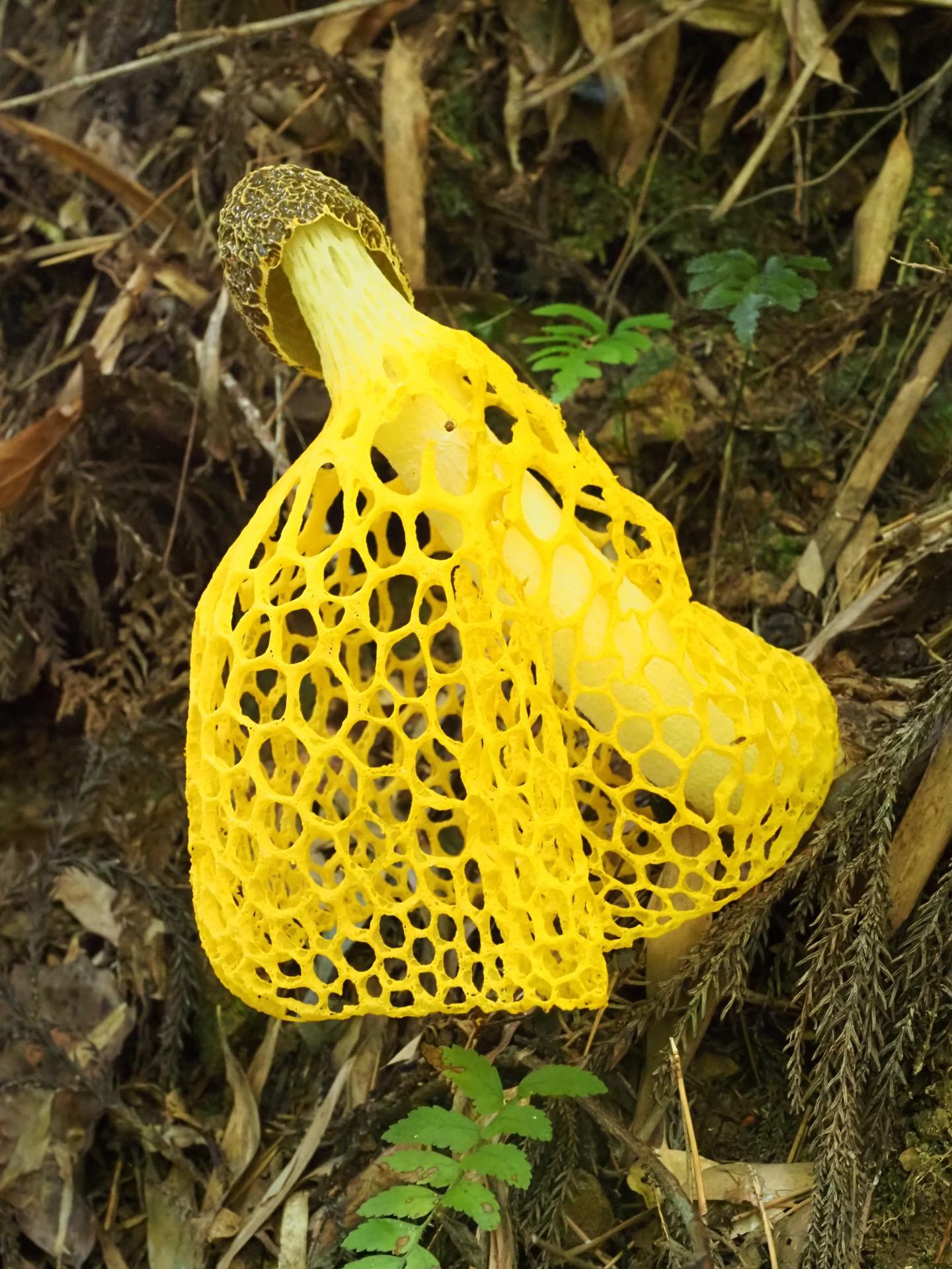 会いたかった、会いたかった、愛たかったyes ️ / こだまさんのハイキングの活動データ | YAMAP / ヤマップ