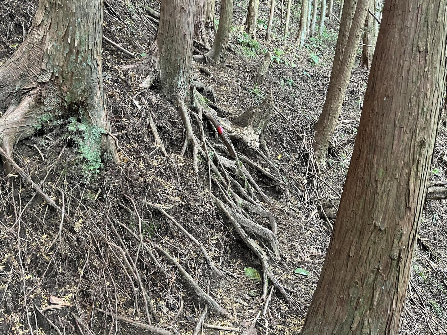 greenmoonきくちゃんさんの投稿したフィールドメモ | YAMAP / ヤマップ