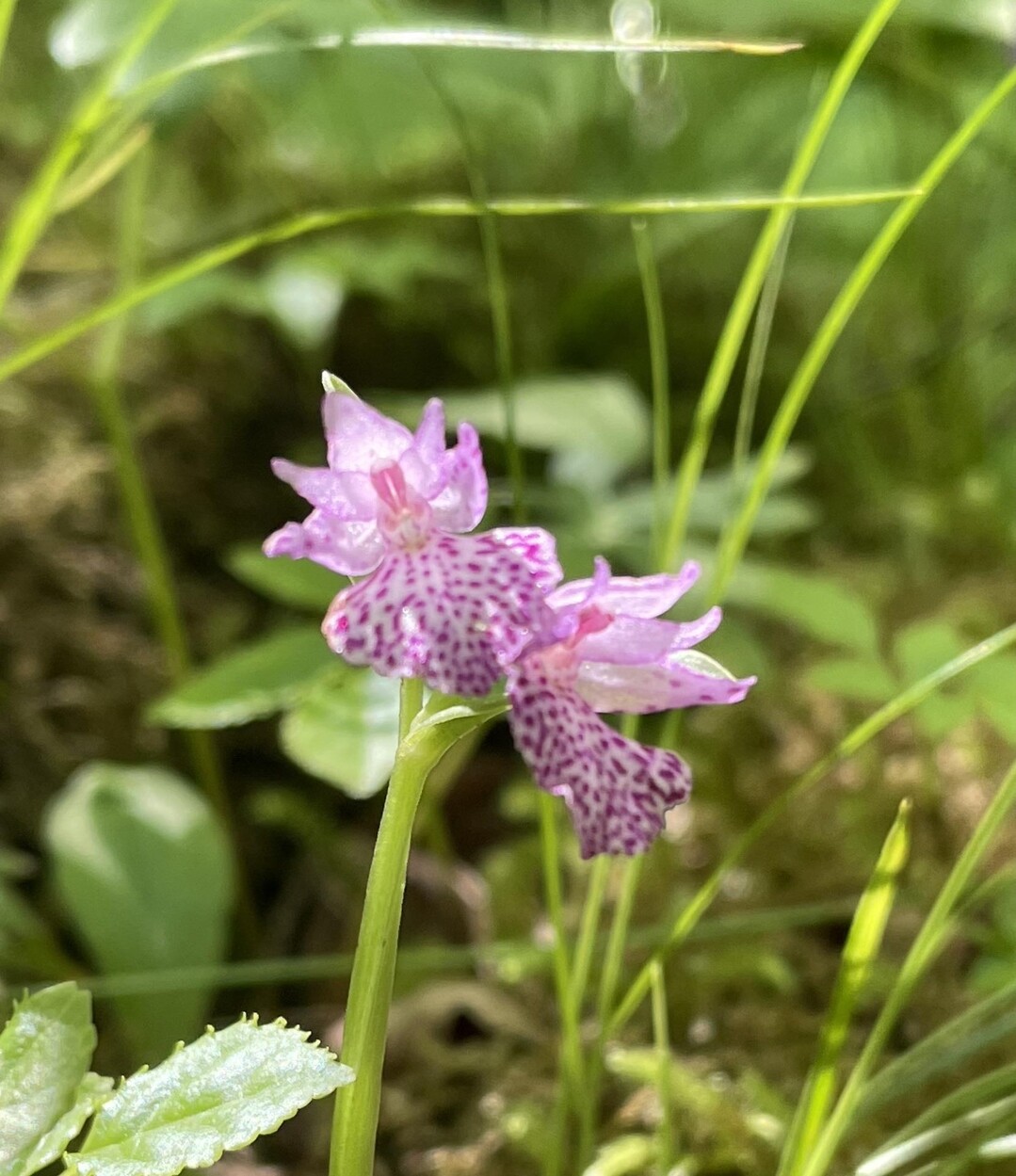 美しいカモメランと一日中素晴らしい富士さまととも / きなこ107さんのFUJISAN LONG TRAIL（御坂・三ツ峠エリア NORTH）の活動データ | YAMAP / ヤマップ